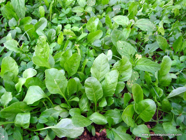 PADVAL AGRICULTURE AND FARM ENTERPRISES: Vegetable Farming